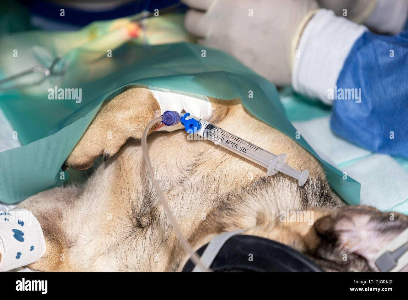 A small Pug lying sleeping under general Anesthesia with syringe still ...