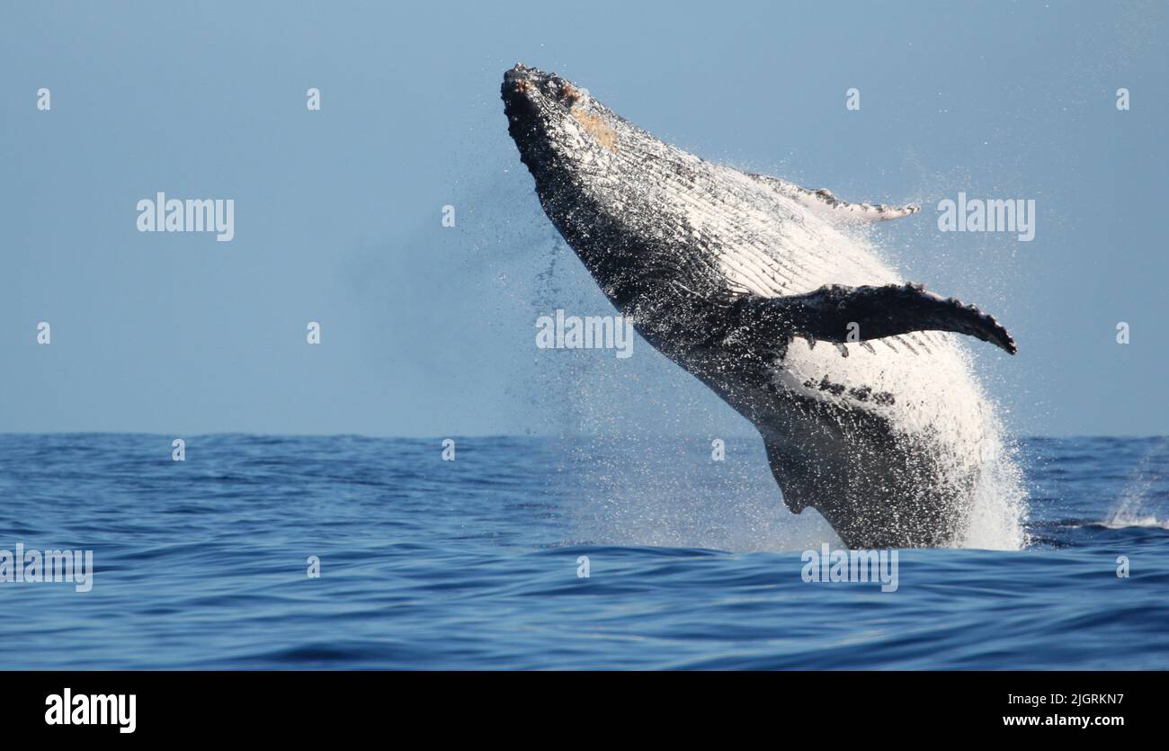 A humpback whale jumping out from the water, Reunion island, Indian ...
