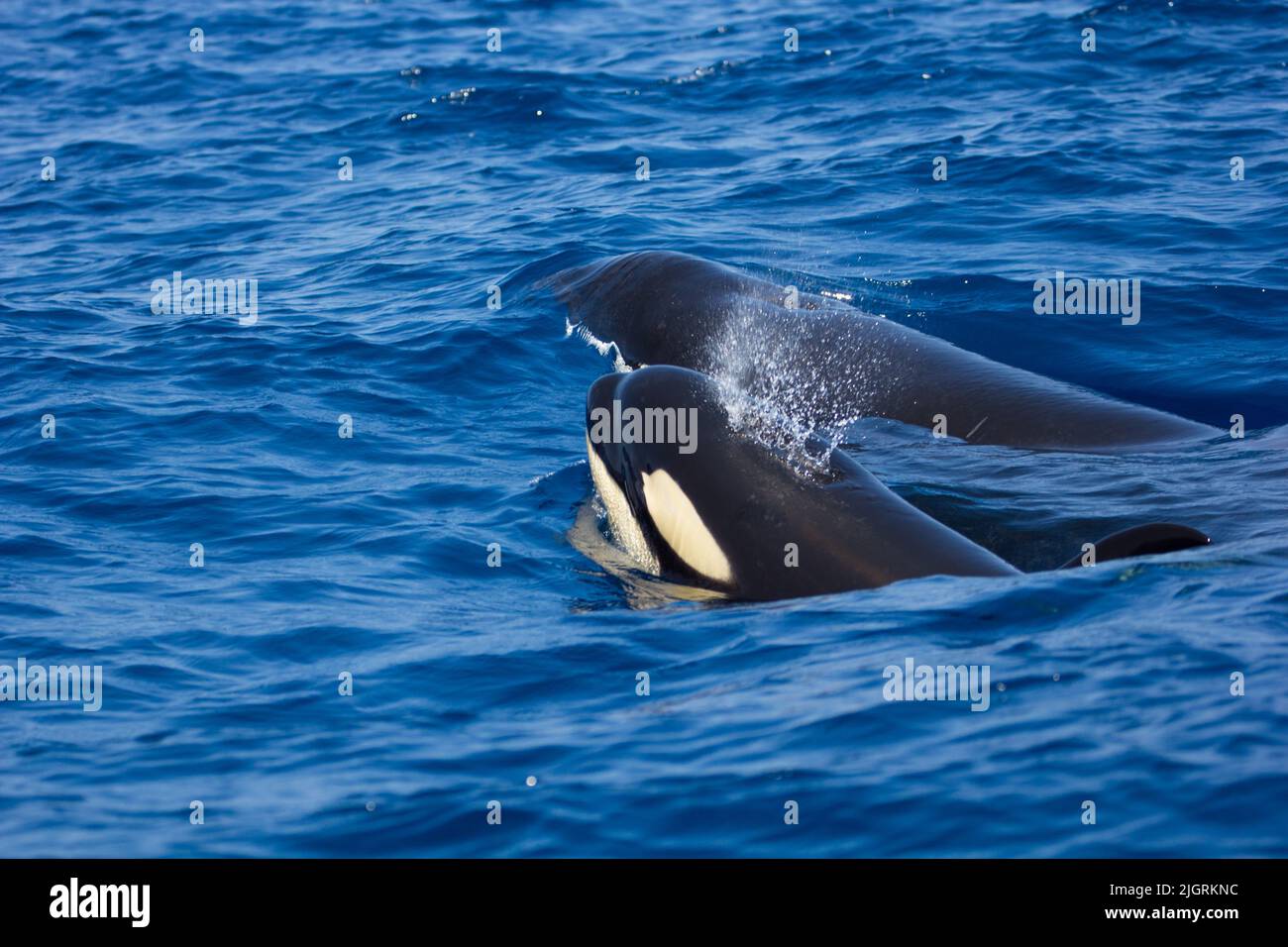 A couple of orca or killer whale Stock Photo - Alamy