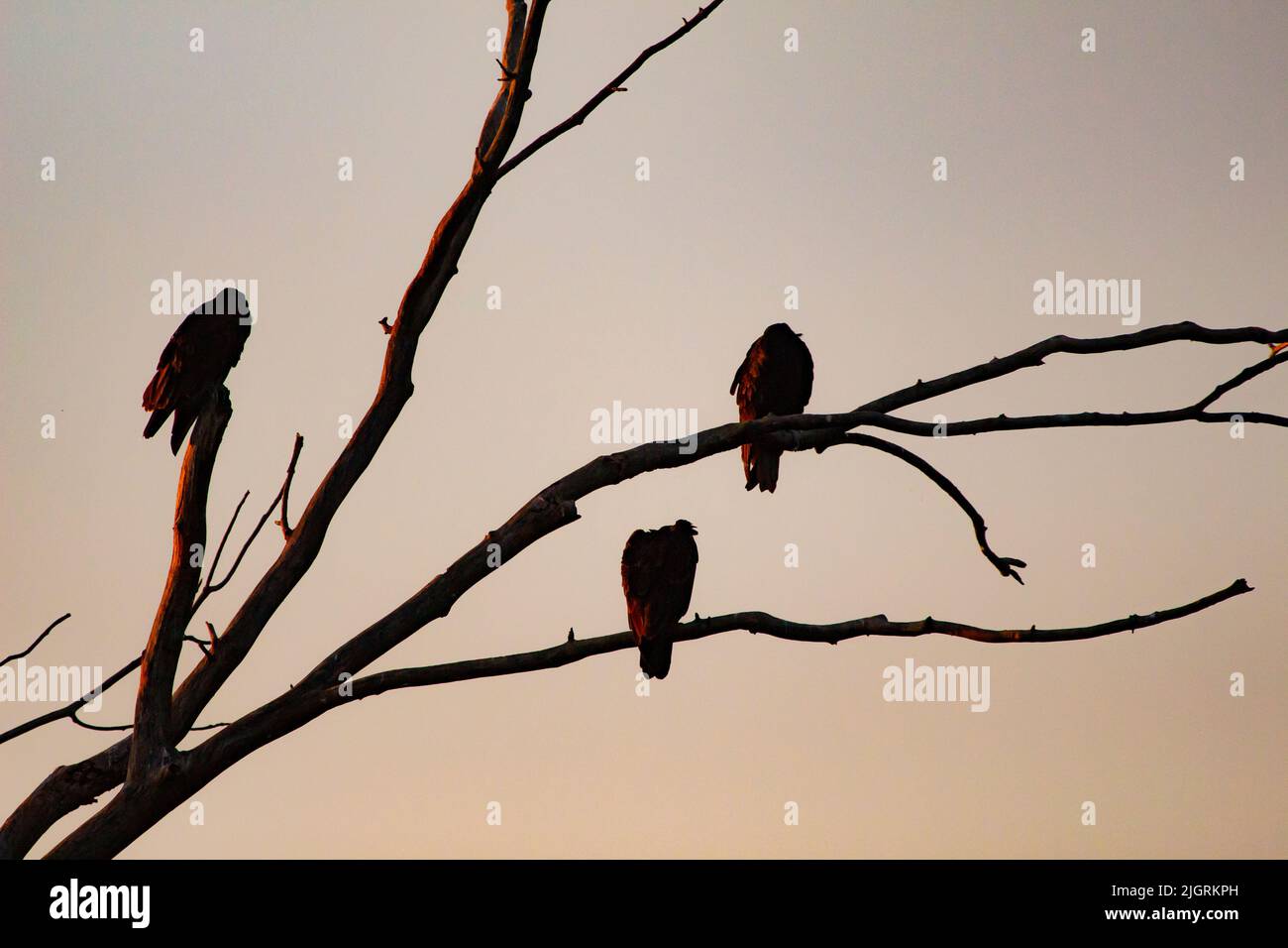The silhouettes of three birds sitting on tree branches against the sky ...