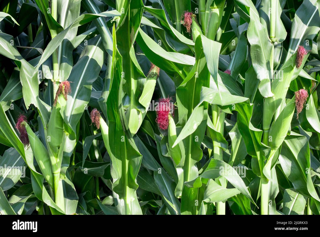 Green stalks corn cobs hi-res stock photography and images - Alamy