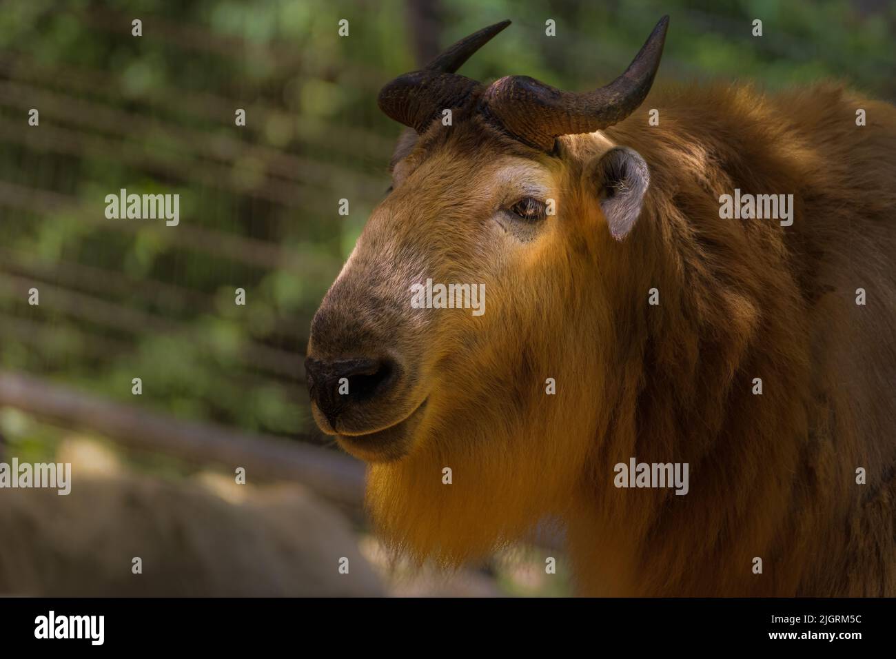 A close-up photograph of mature takin with beautiful horns and a bright ...
