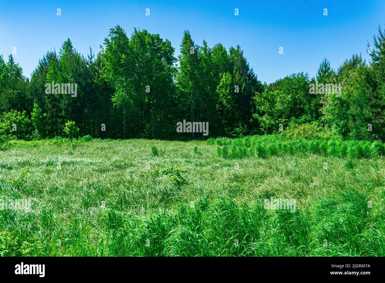Tussocks tree hi-res stock photography and images - Alamy