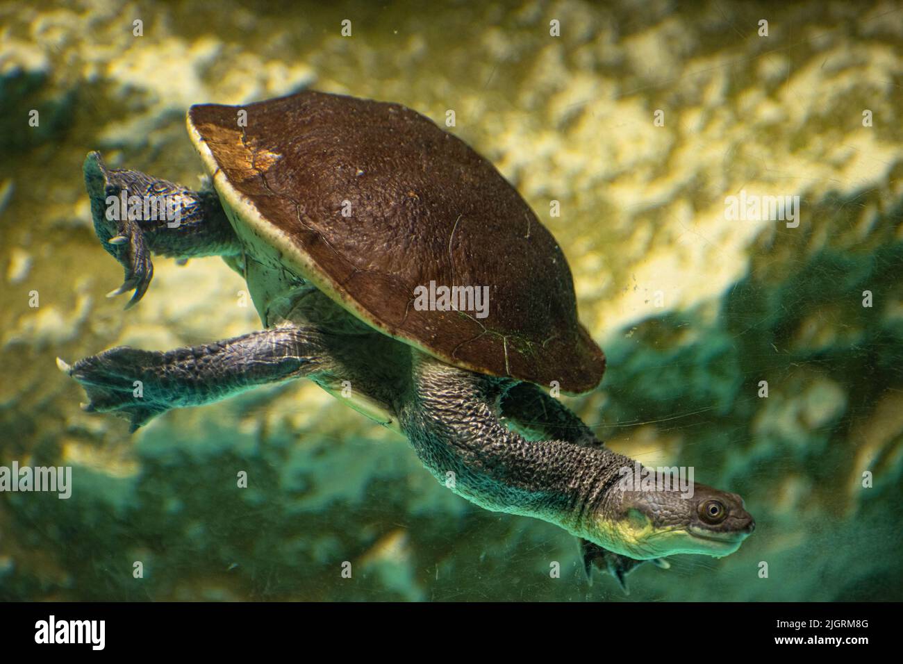 A snake-necked turtle swimming in it's aquarium in the zoo Stock Photo ...