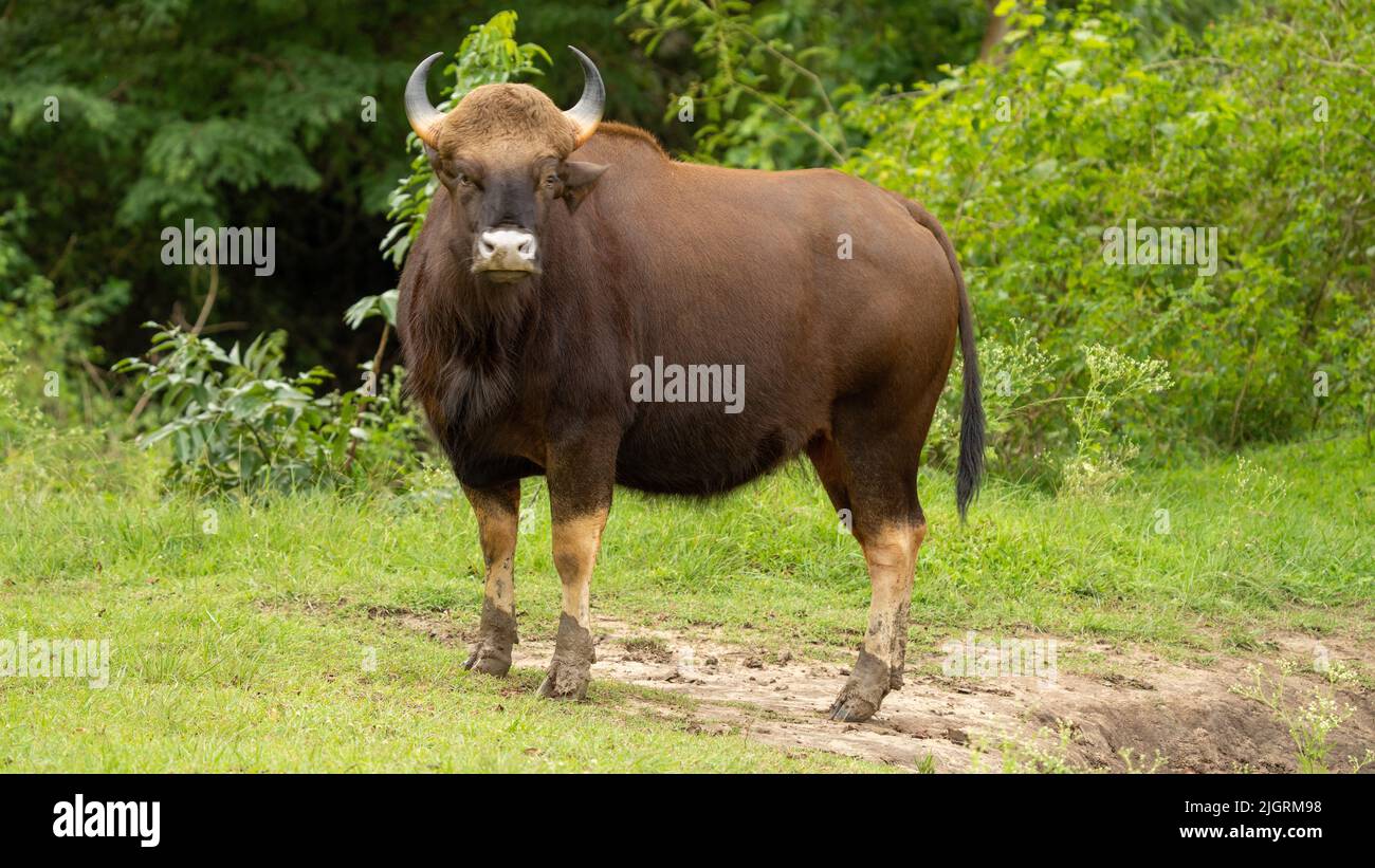 Indian gaur herd hi-res stock photography and images - Alamy