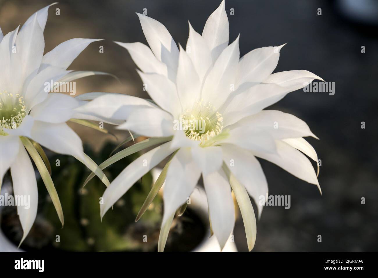Beautiful Echinopsis Subdenudata Cardenas in bloom in the garden Stock ...