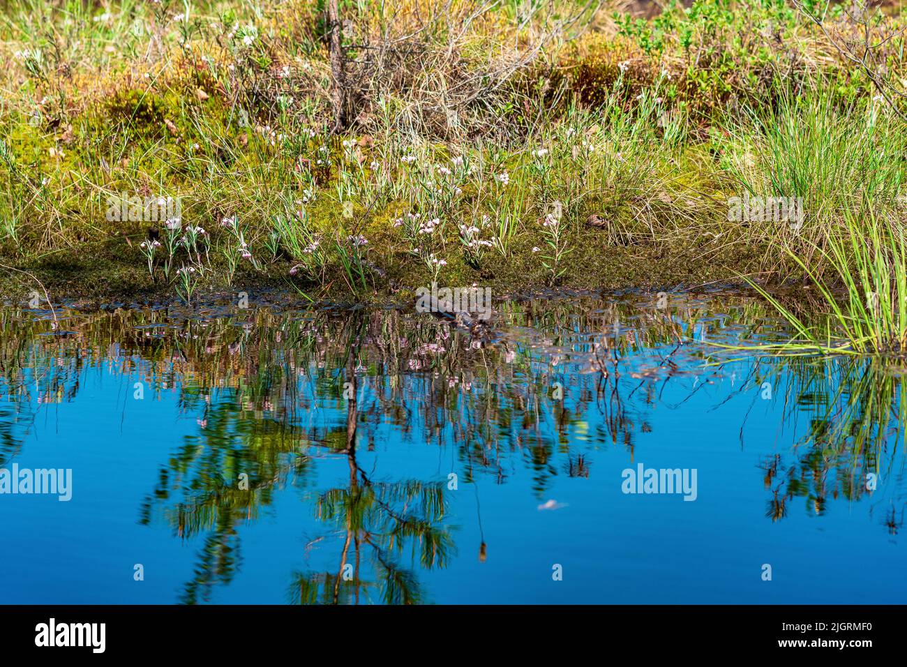 marsh landscape with grass tussocks and reflection in open water Stock ...