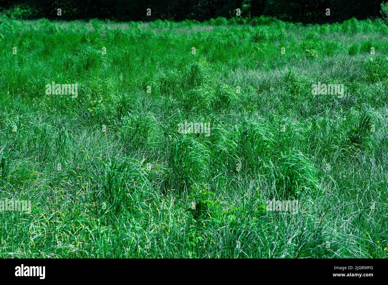 emerald green fen-meadow with green grass sedges on a clear day Stock ...