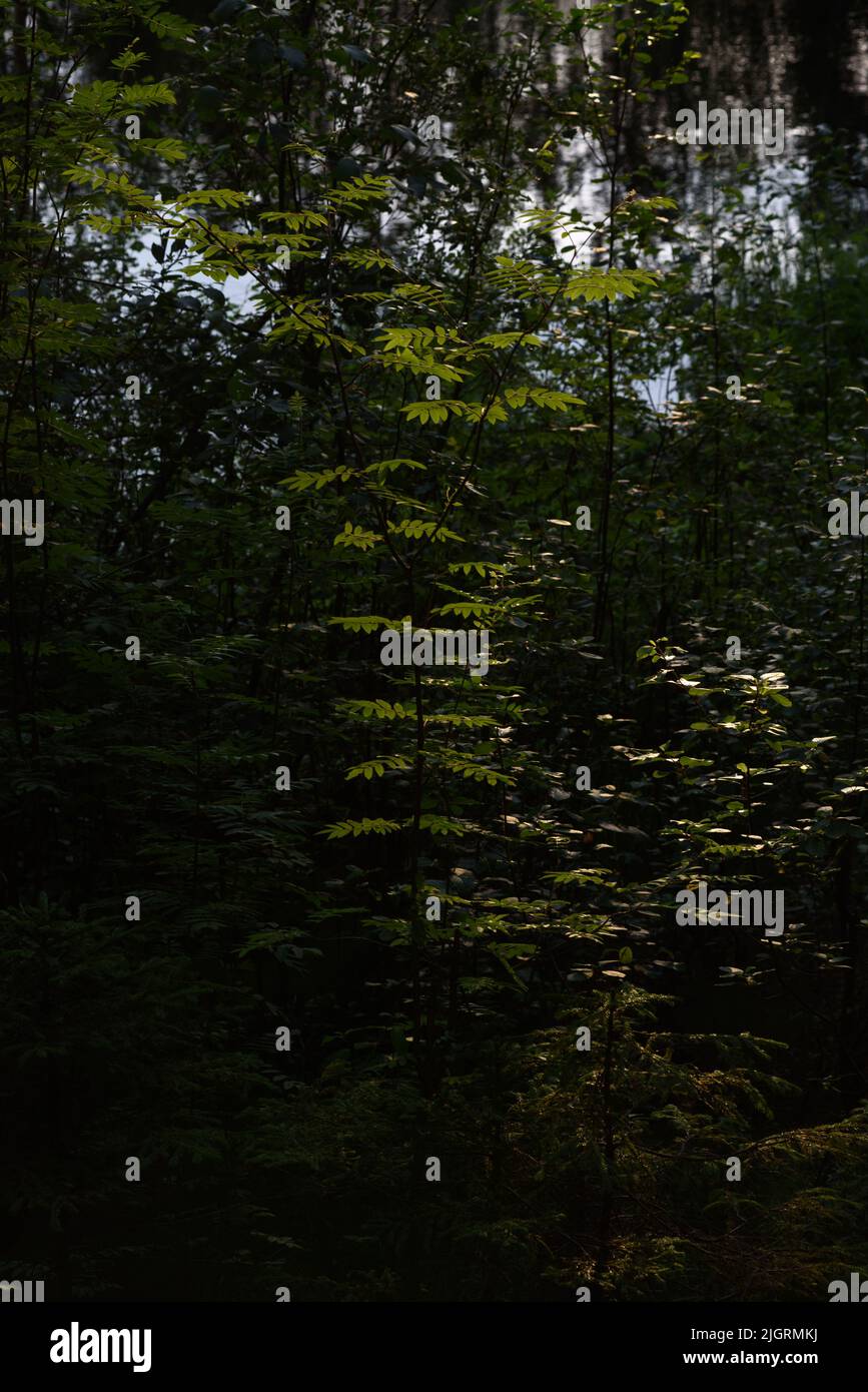 Summer forest. Tree trunks surrounded by green leaves Stock Photo - Alamy