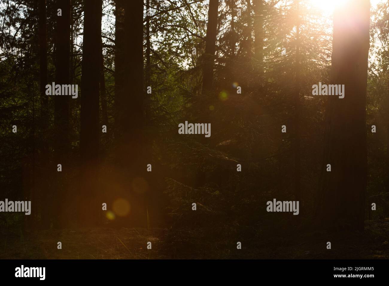The Northern forest. Tall pines in the light of the setting sun Stock ...