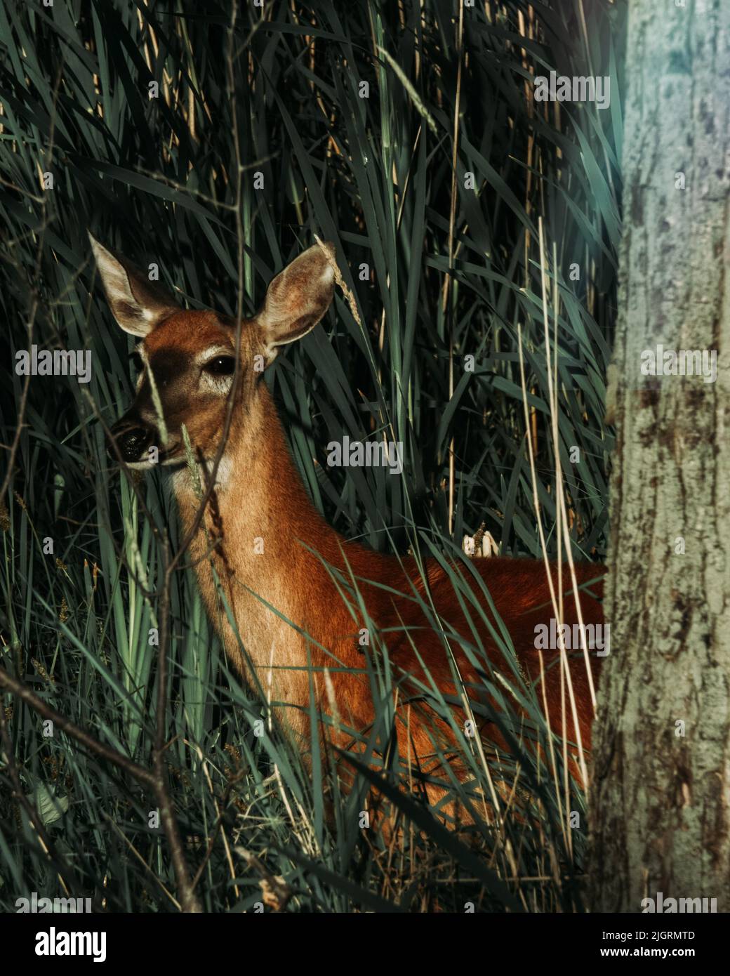 A vertical closeup shot of a brown deer hiding in the green grass Stock ...