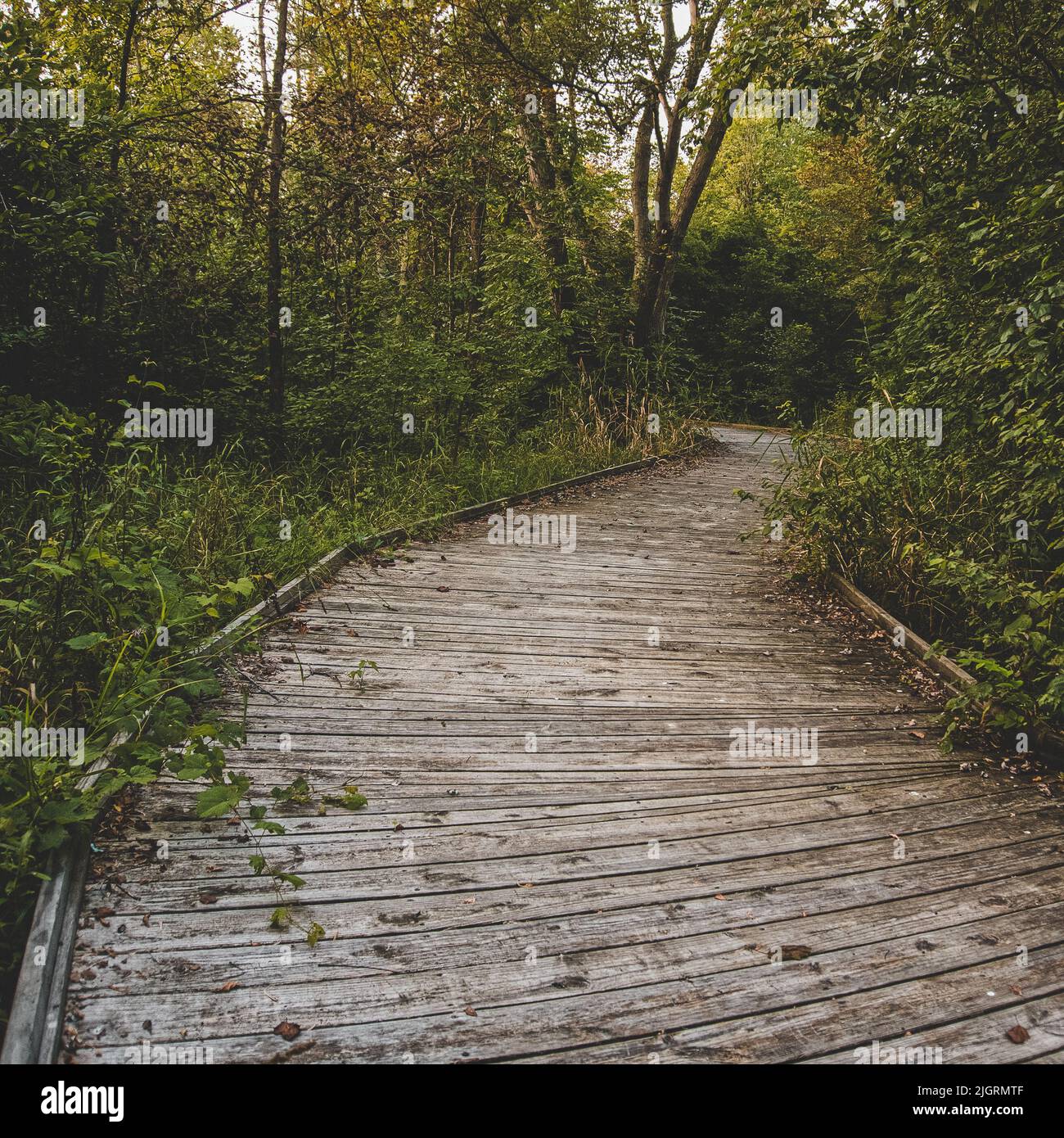 A long wooden walking trail through a green forest Stock Photo - Alamy