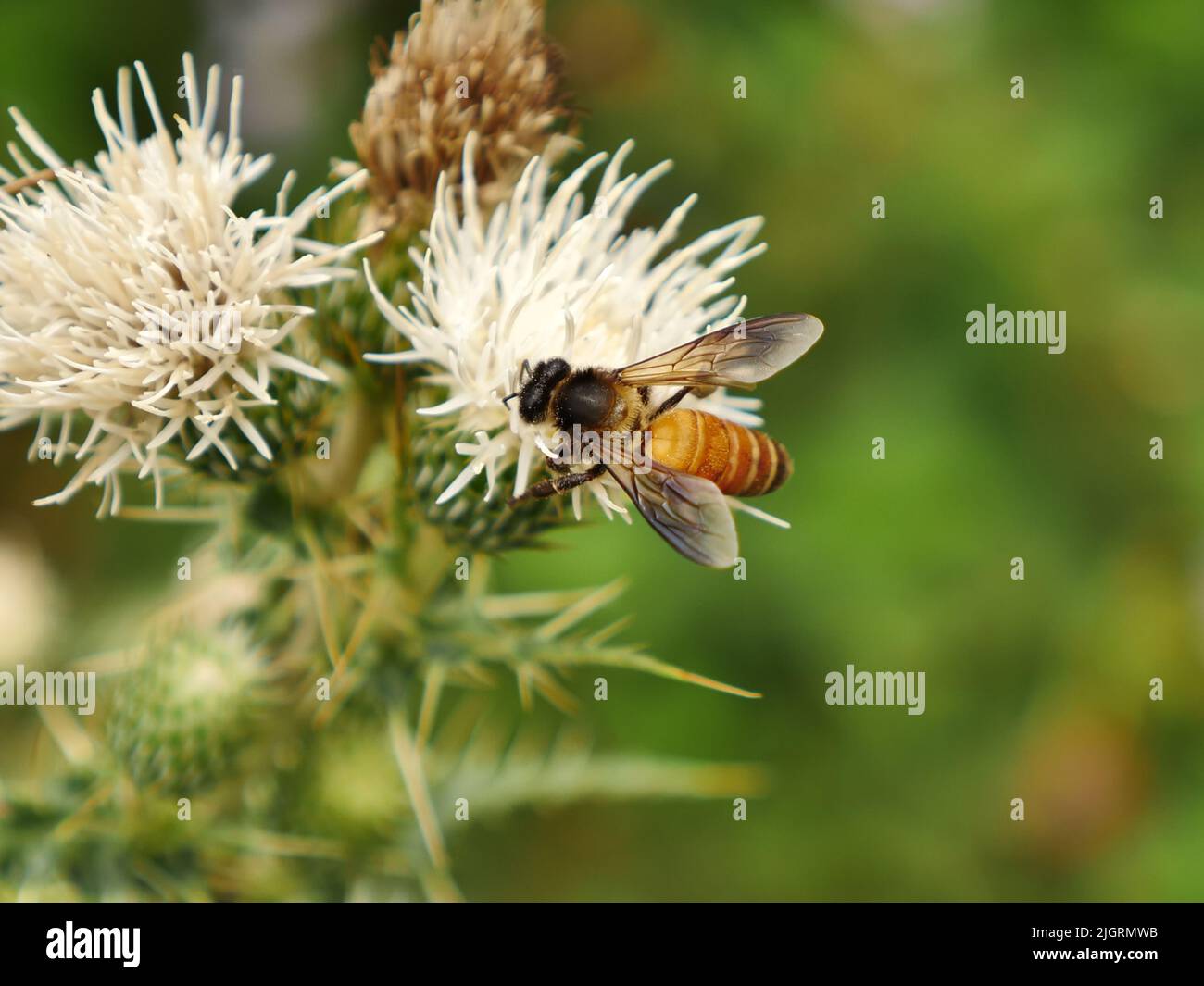 A closeup shot of a honey bee on a fluffy plant Stock Photo - Alamy