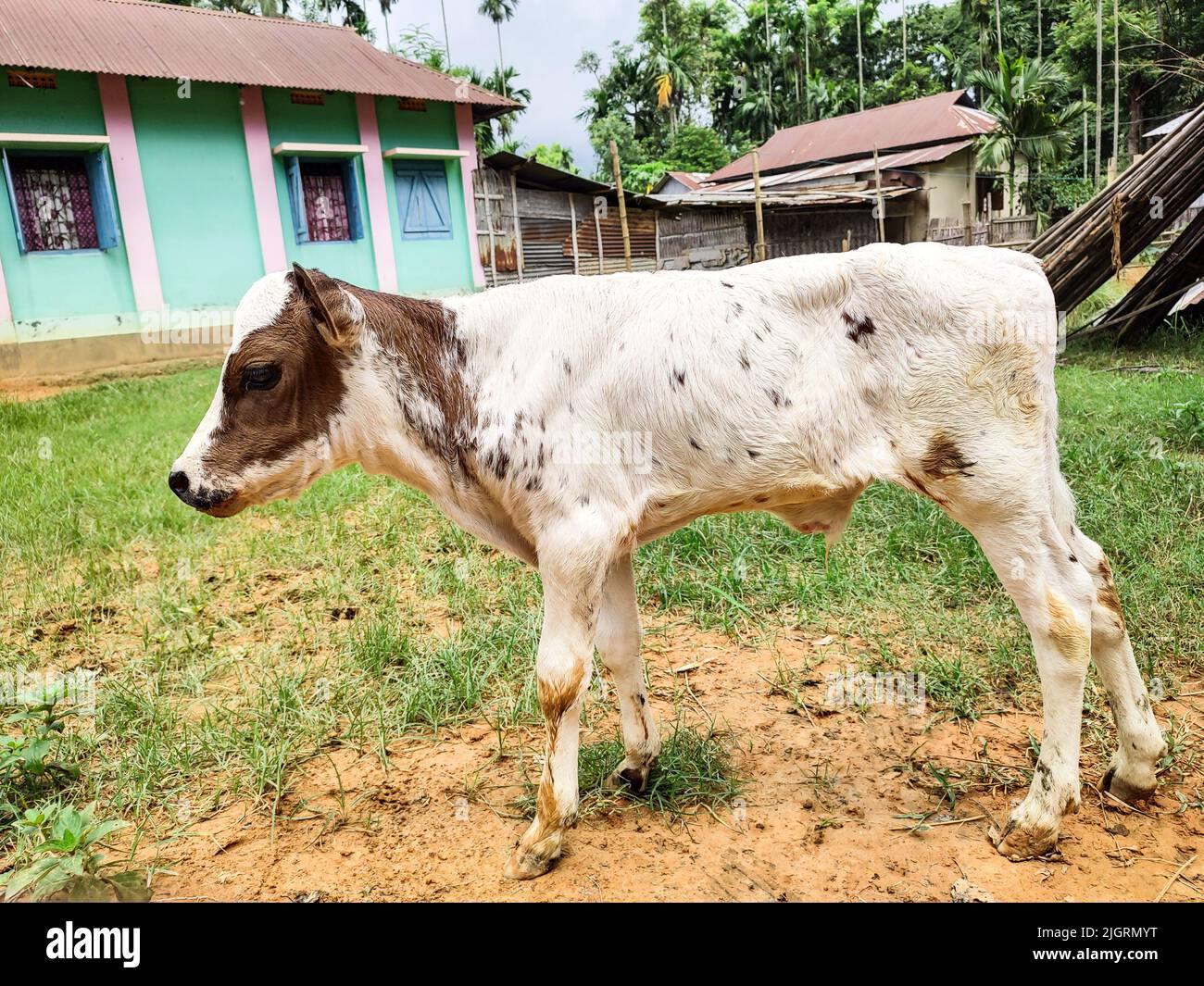 A calf in a village in standing position. The calf is a young cow or ...