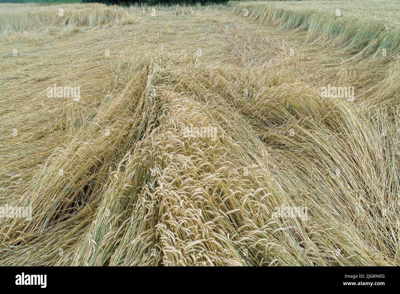 Wheat field flattened by rain, ripe wheat field damaged by wind and ...