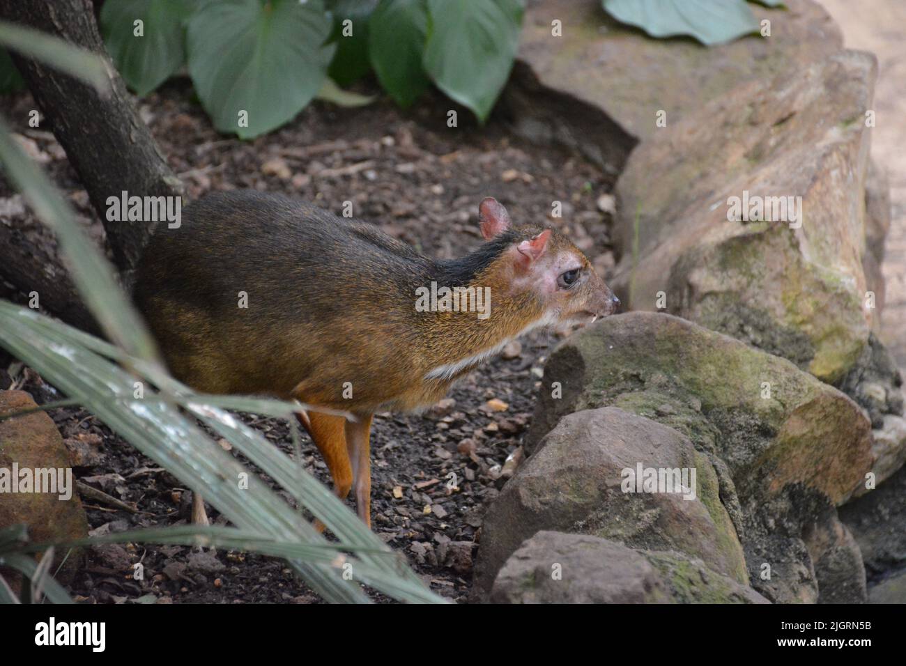 Java mouse deer hi-res stock photography and images - Alamy