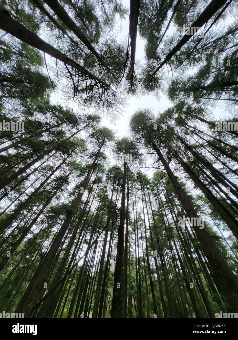 A vertical low angle shot of tall trees in a forest near the Narmada River in Dhuhadhar Stock ...