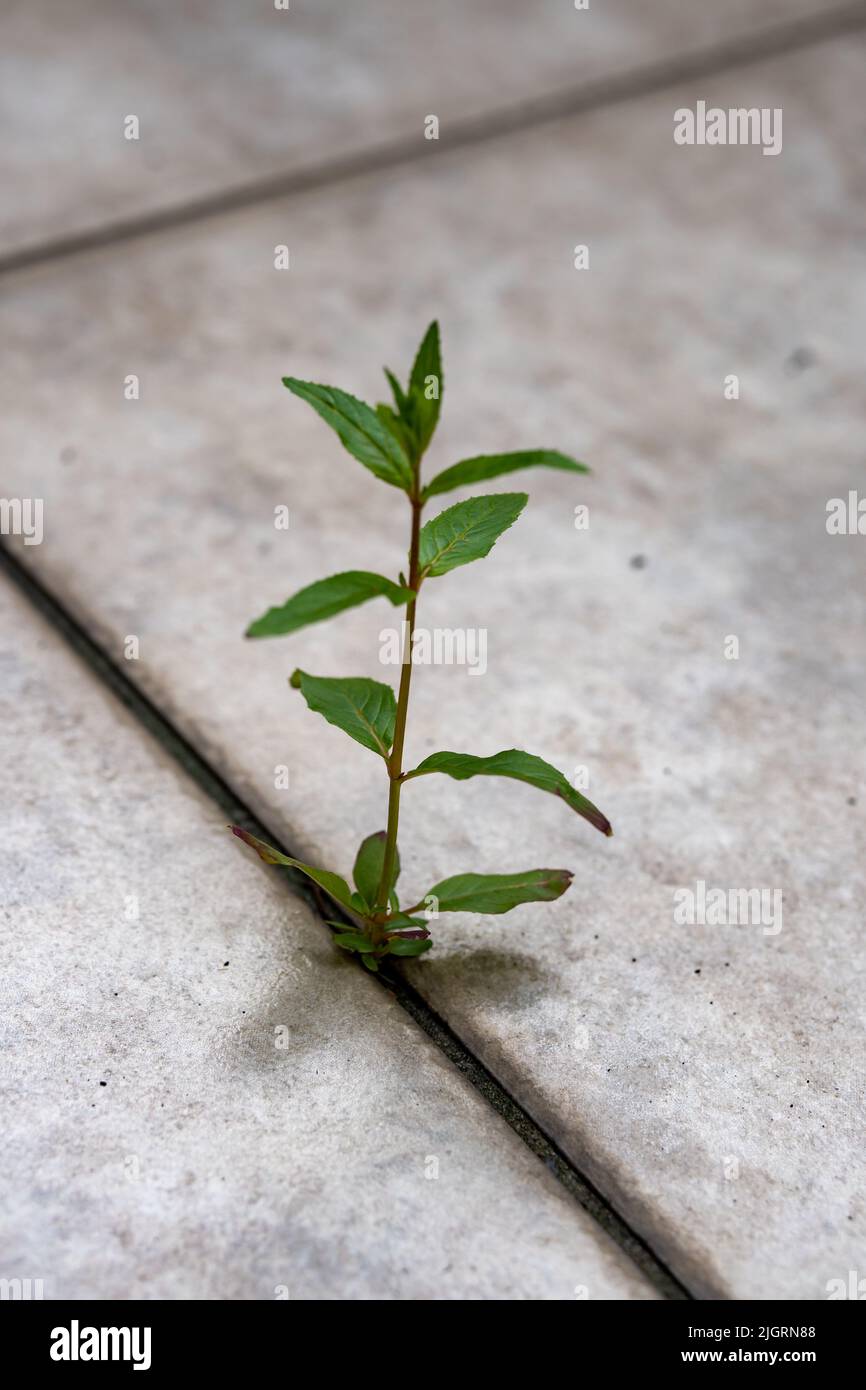 Under tiles hi-res stock photography and images - Alamy