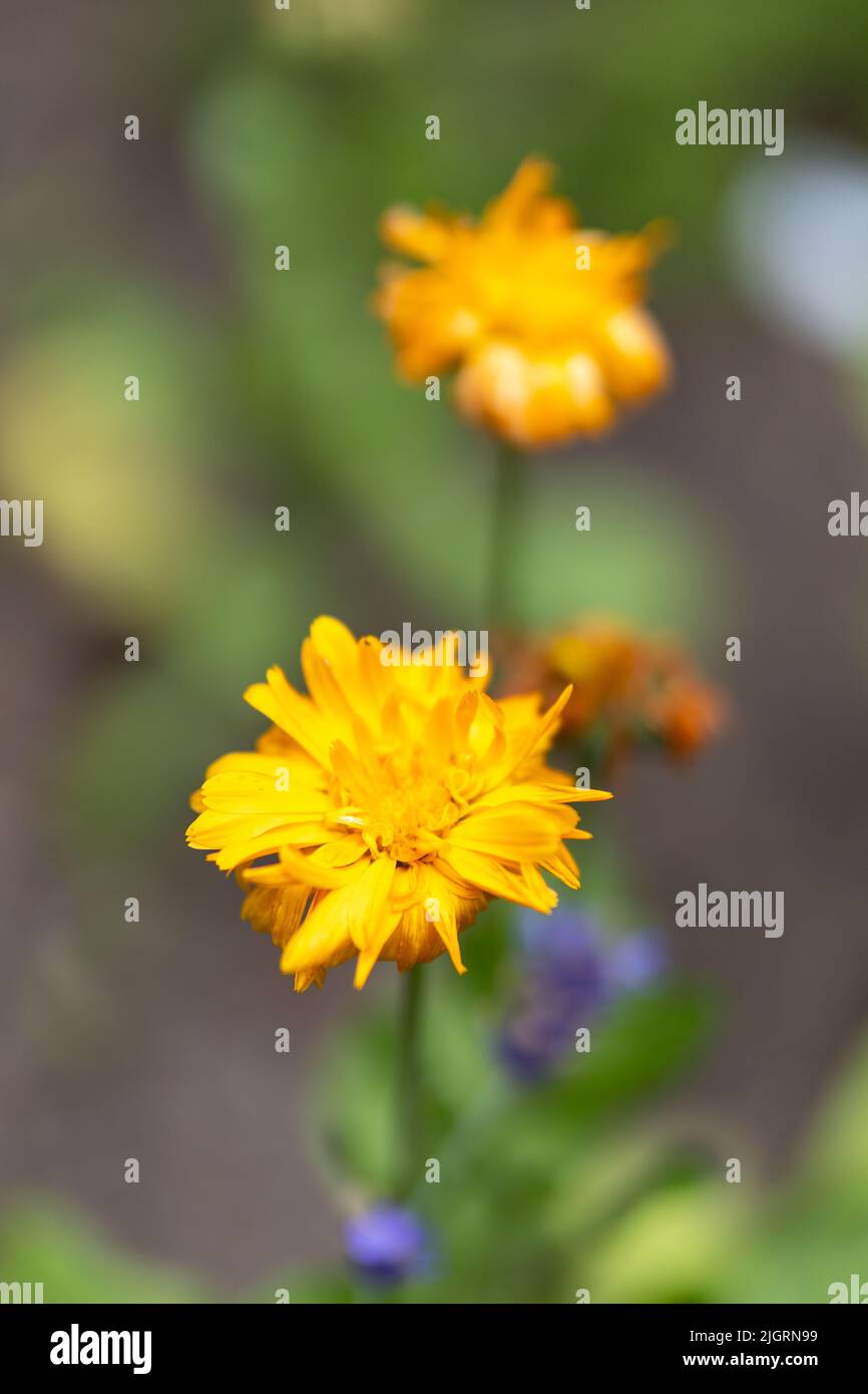 A vertical close-up shot of a marigold growing in the garden Stock ...