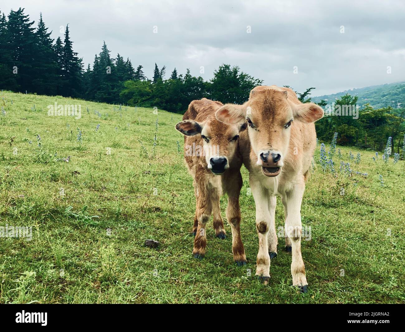 Two baby cows stand in meadow field in mountains in countryside of ...