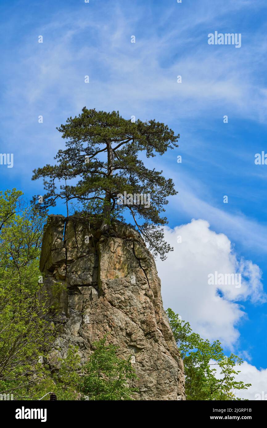 Fir tree growing on top of a rock like a bonsai with blue sky and ...