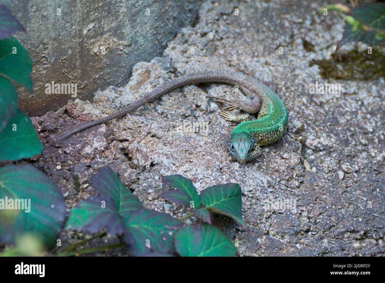 European green lizard (Lacerta viridis) sitting on the rock Stock Photo ...