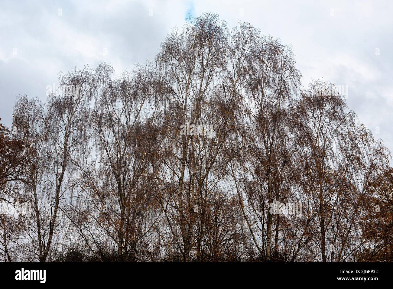 Silver birch trees (Betula pendula) blown by the breeze in Nymans ...