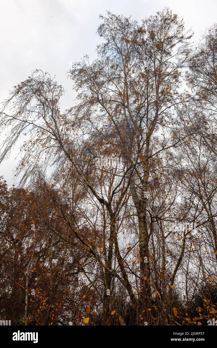 Silver birch trees (Betula pendula) blown by the breeze in Nymans ...