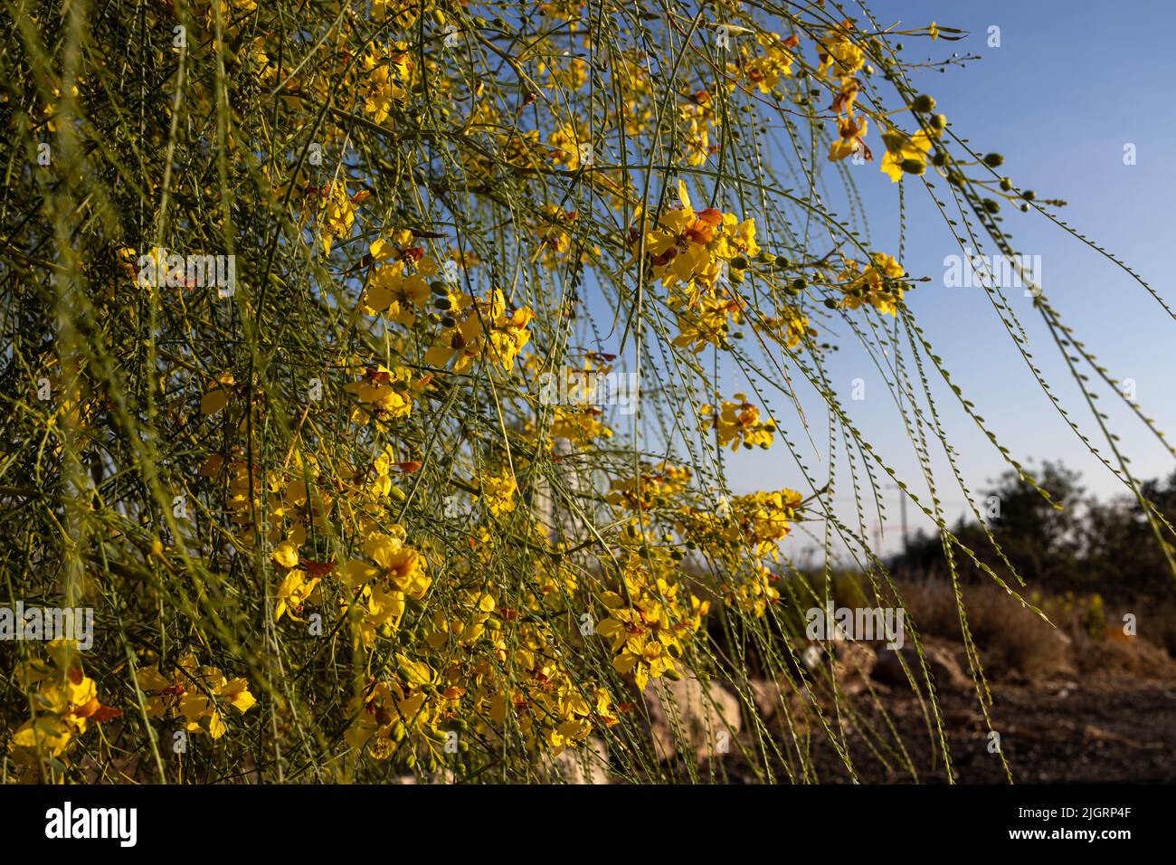 Beautiful Cassia fistula (Golden shower tree) blossom blooming on the ...