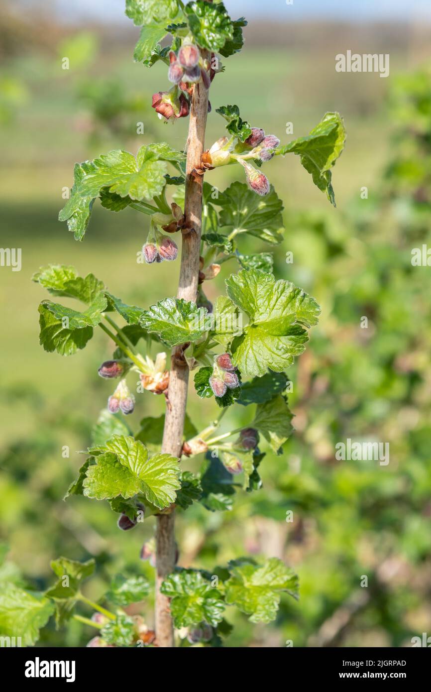 Close up of European gooseberry (ribes uva-crispa) buds emerging into ...
