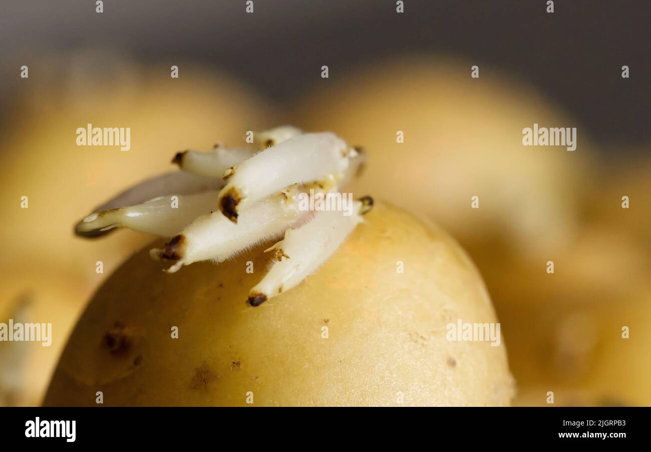 Sprouted potatoes. Macro shot of seed potatoes with sprouts. root crops ...