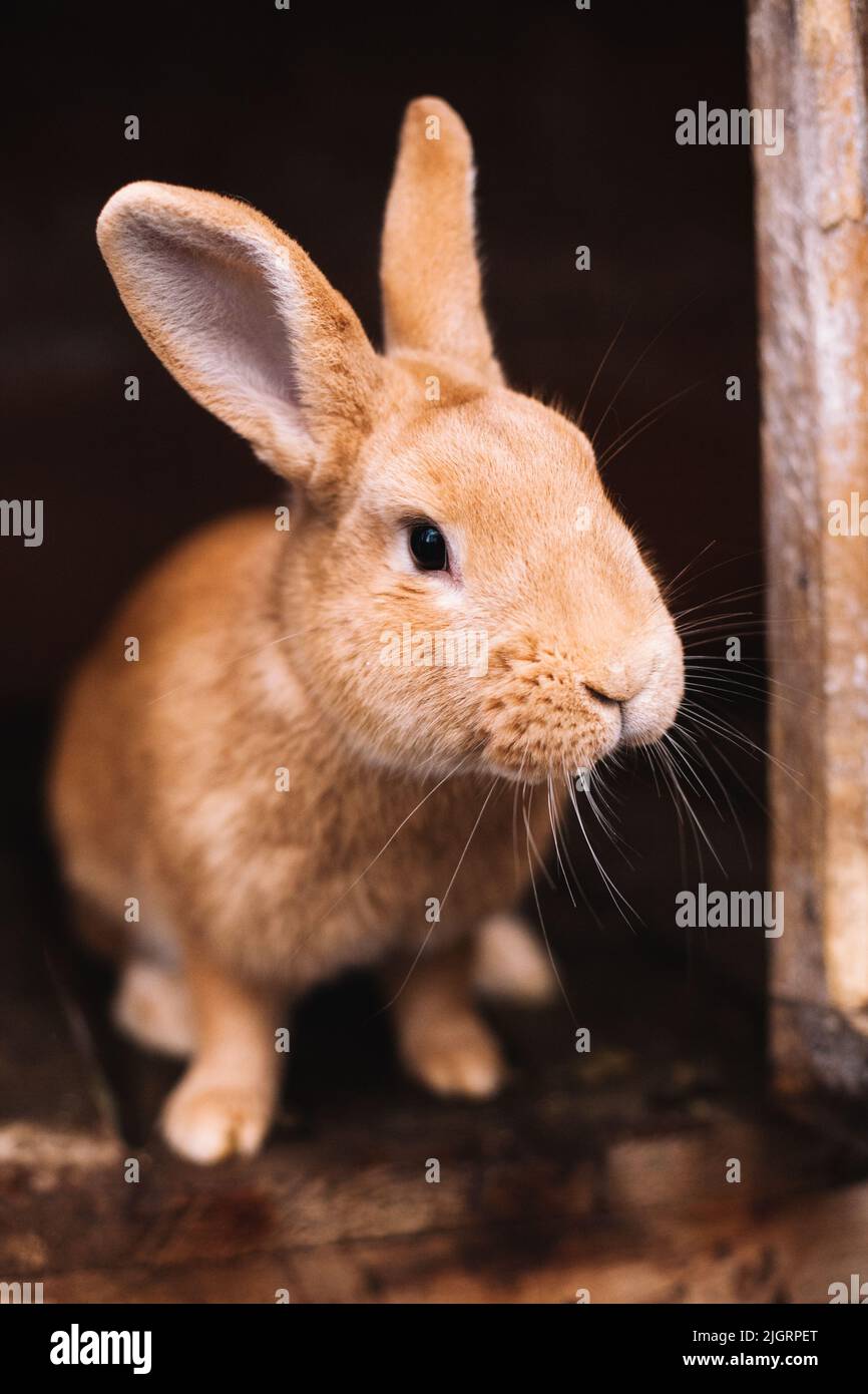 Pet rabbit cage hi-res stock photography and images - Alamy