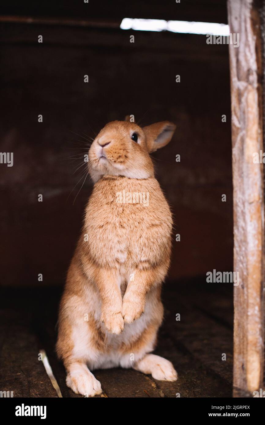 Cute rabbit standing in cage Stock Photo - Alamy