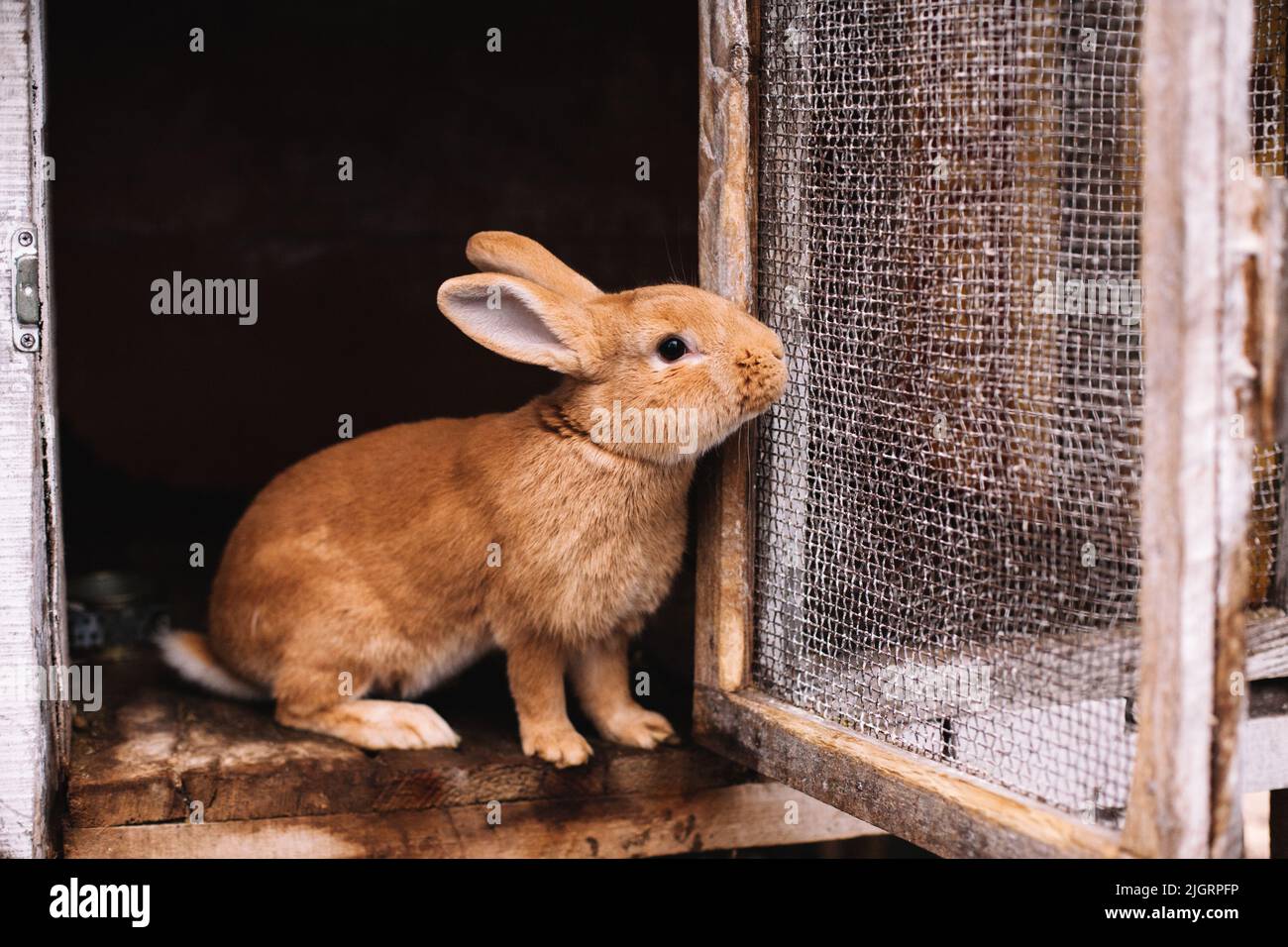 Young rabbits in cage hi-res stock photography and images - Alamy