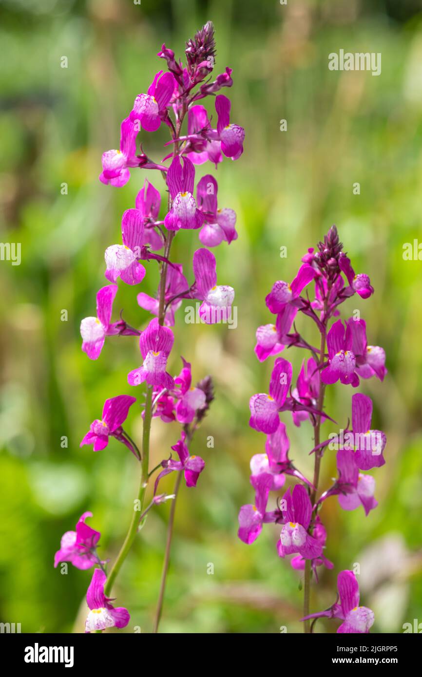 Close up of Moroccan toadflax (linaria maroccana) flower in bloom Stock ...