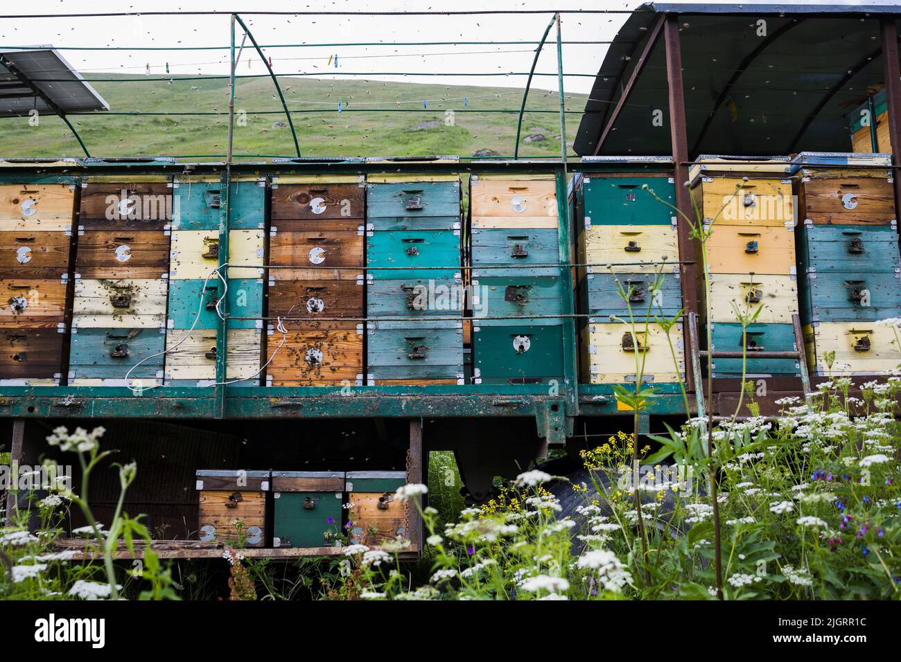 houses of the bees are placed on the green grass in the mountains. row ...
