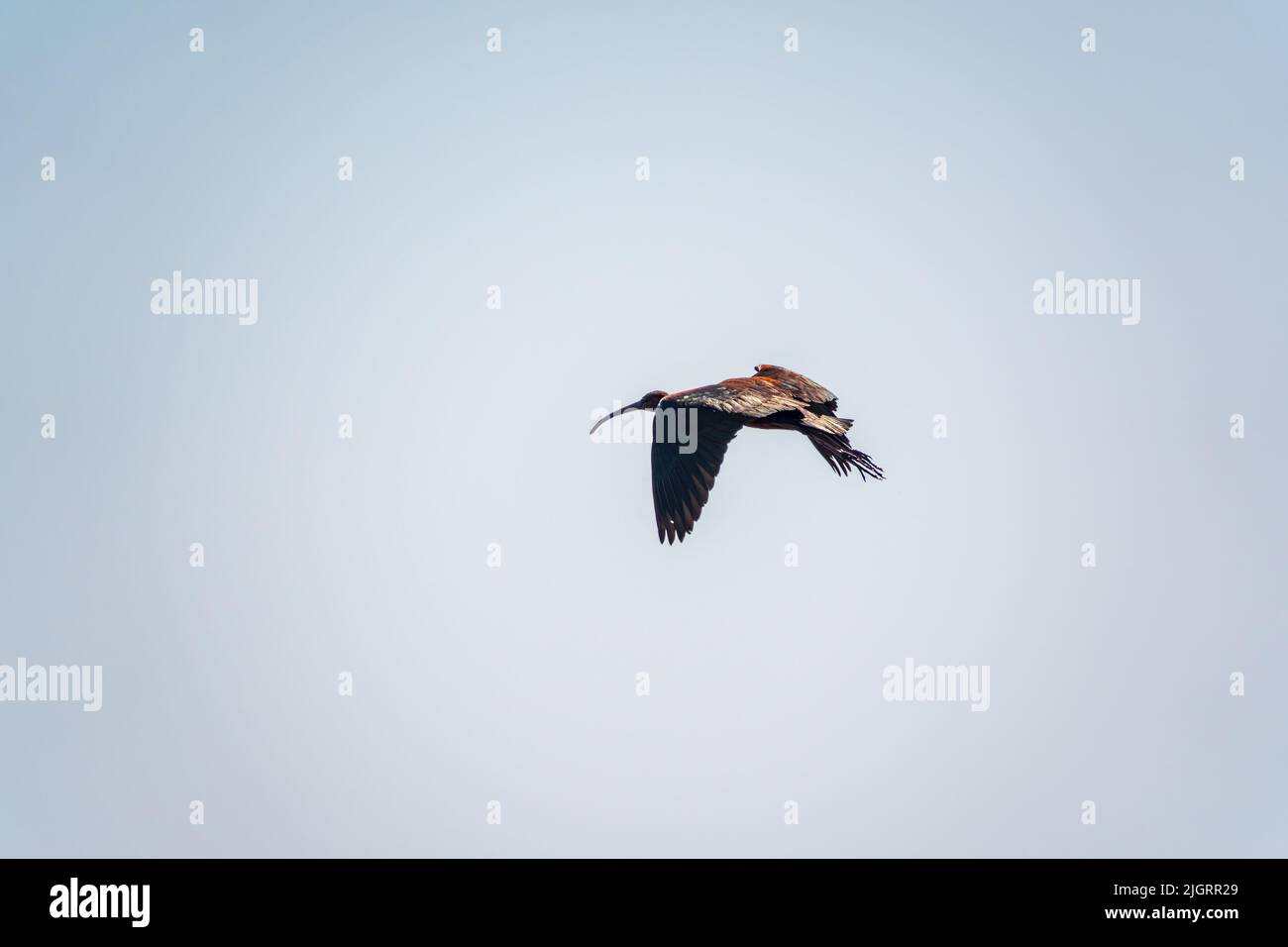 A graceful water bird glossy ibis, latin name Plegadis falcinellus ...