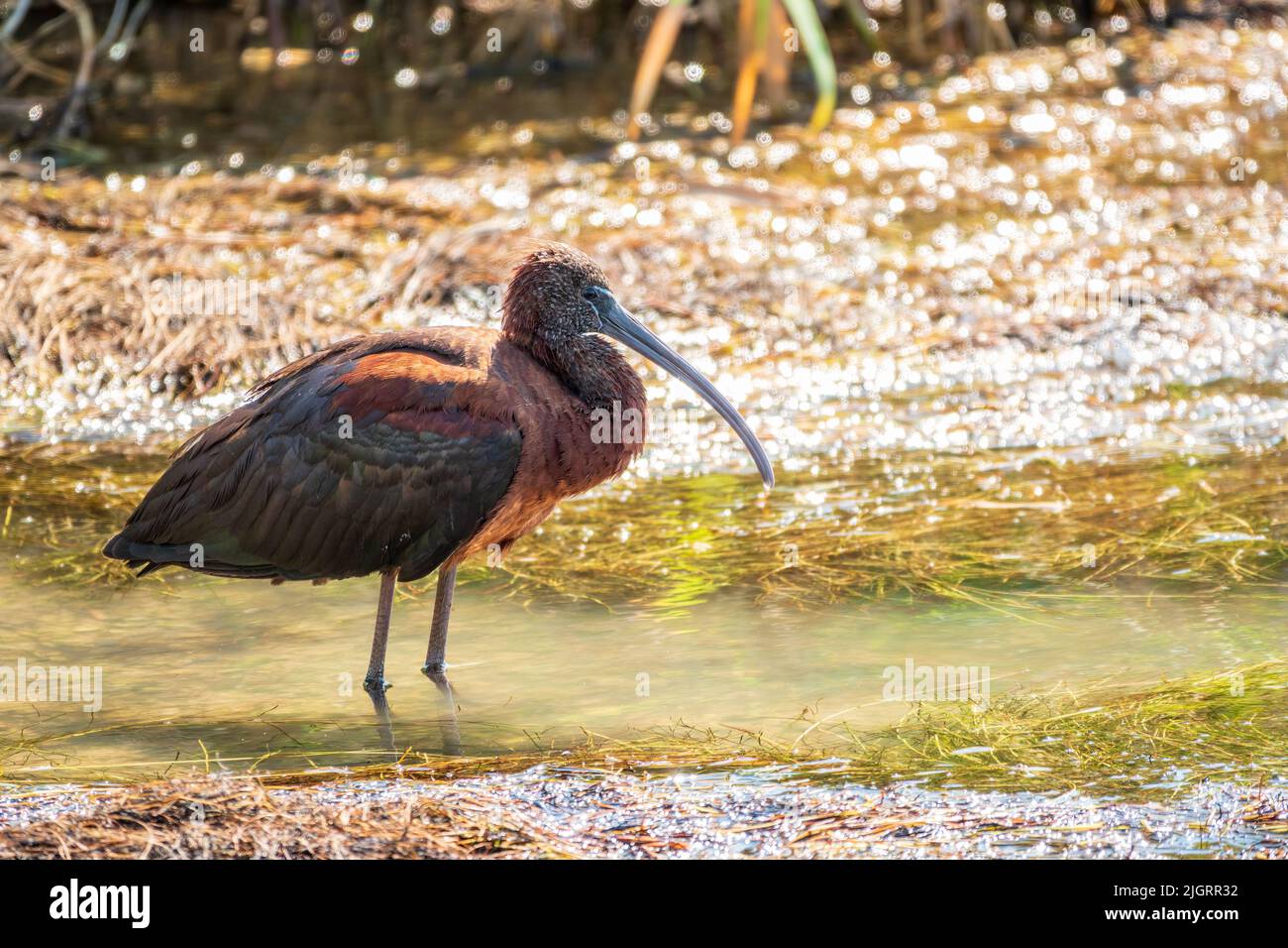 The glossy ibis, latin name Plegadis falcinellus, searching for food in ...