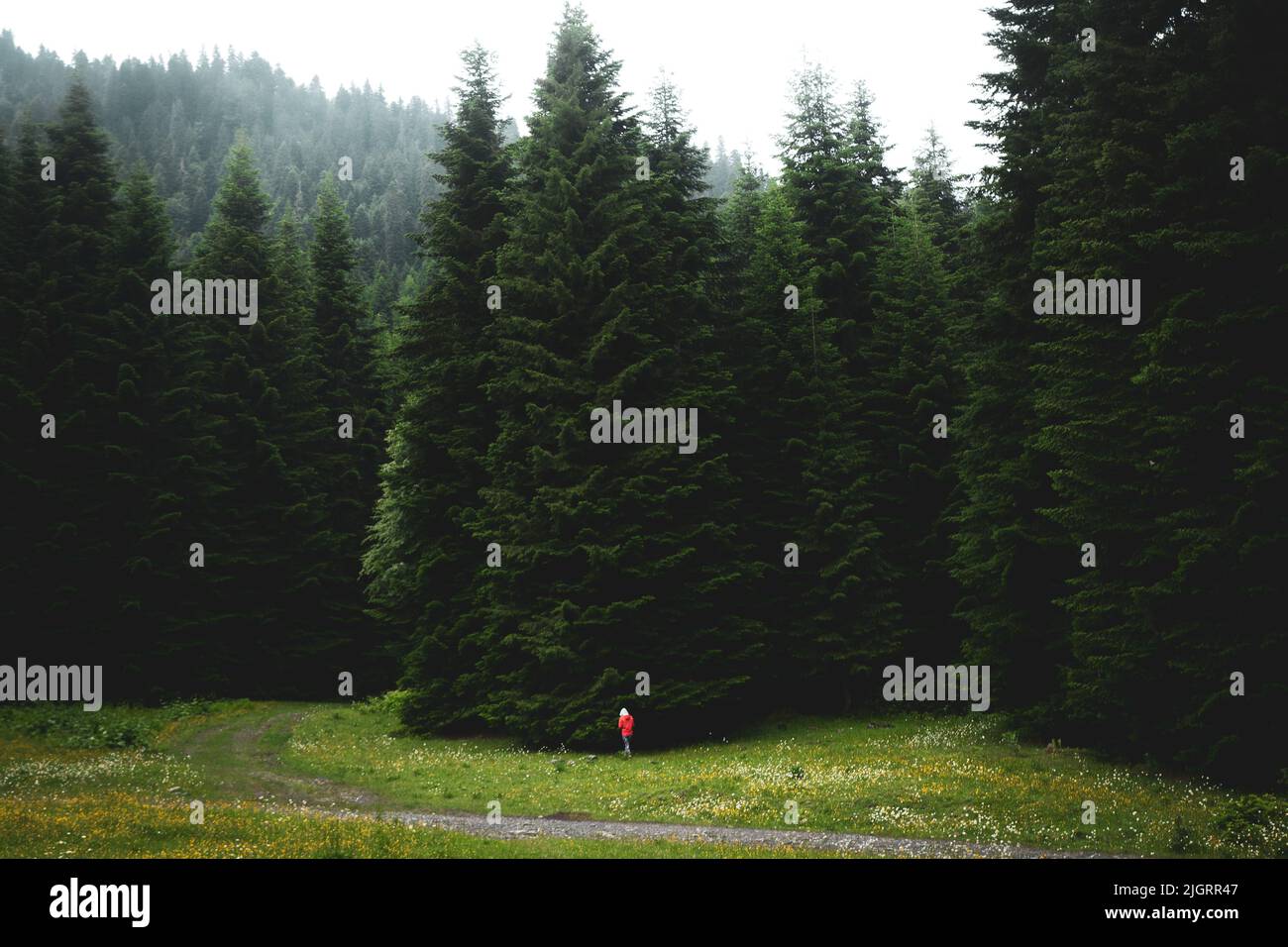 One person stand by giant fir trees in Georgia region Racha Shiovi ... One person stand by giant fir trees in Georgia region Racha Shiovi ...