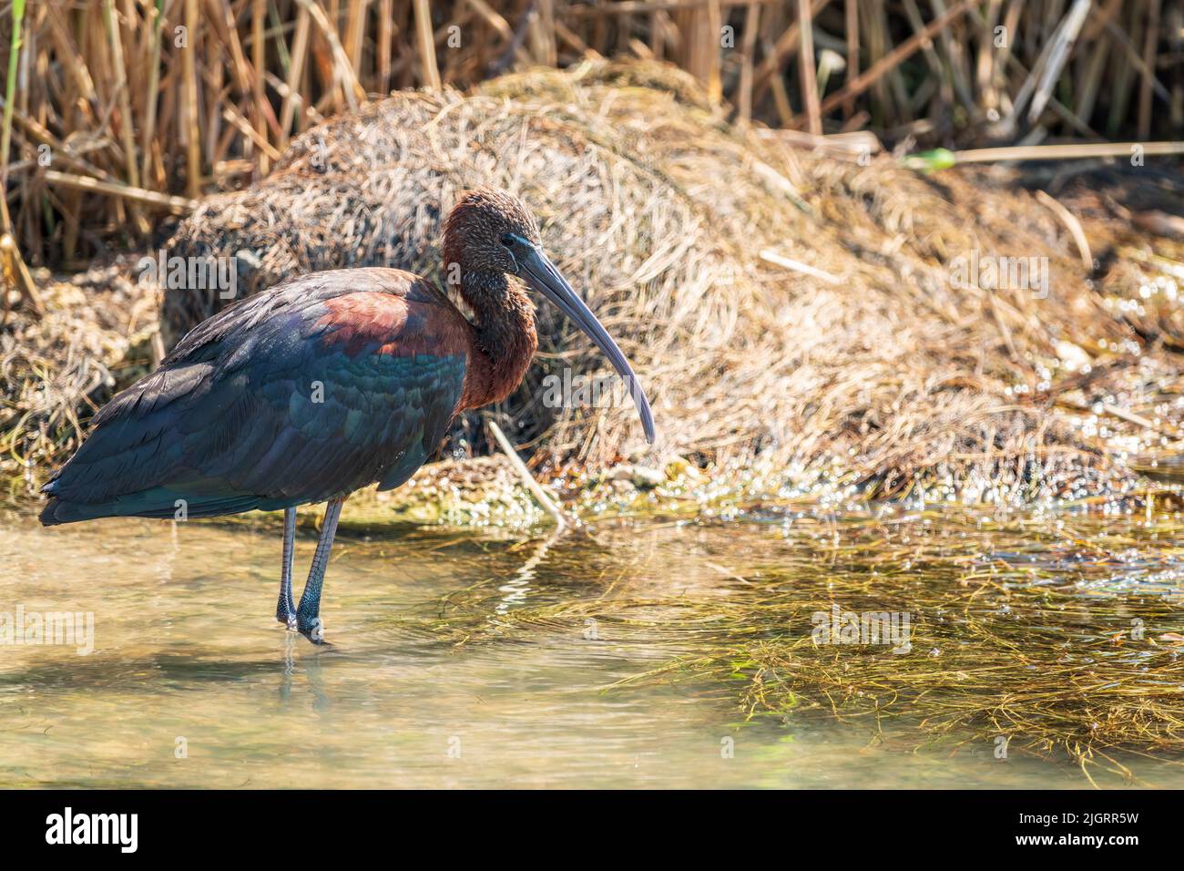 The glossy ibis, latin name Plegadis falcinellus, searching for food in ...
