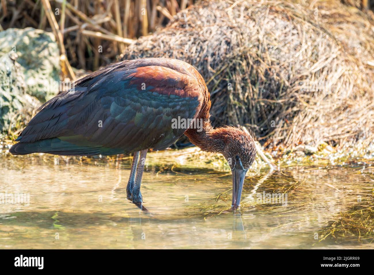 The glossy ibis, latin name Plegadis falcinellus, searching for food in ...