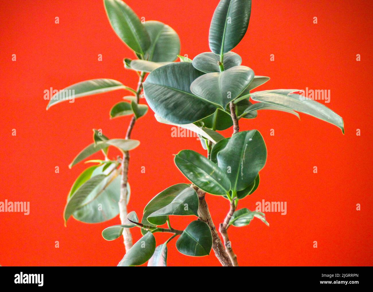 A closeup of rubber fig (Ficus elastica) plant leaves against the red ...