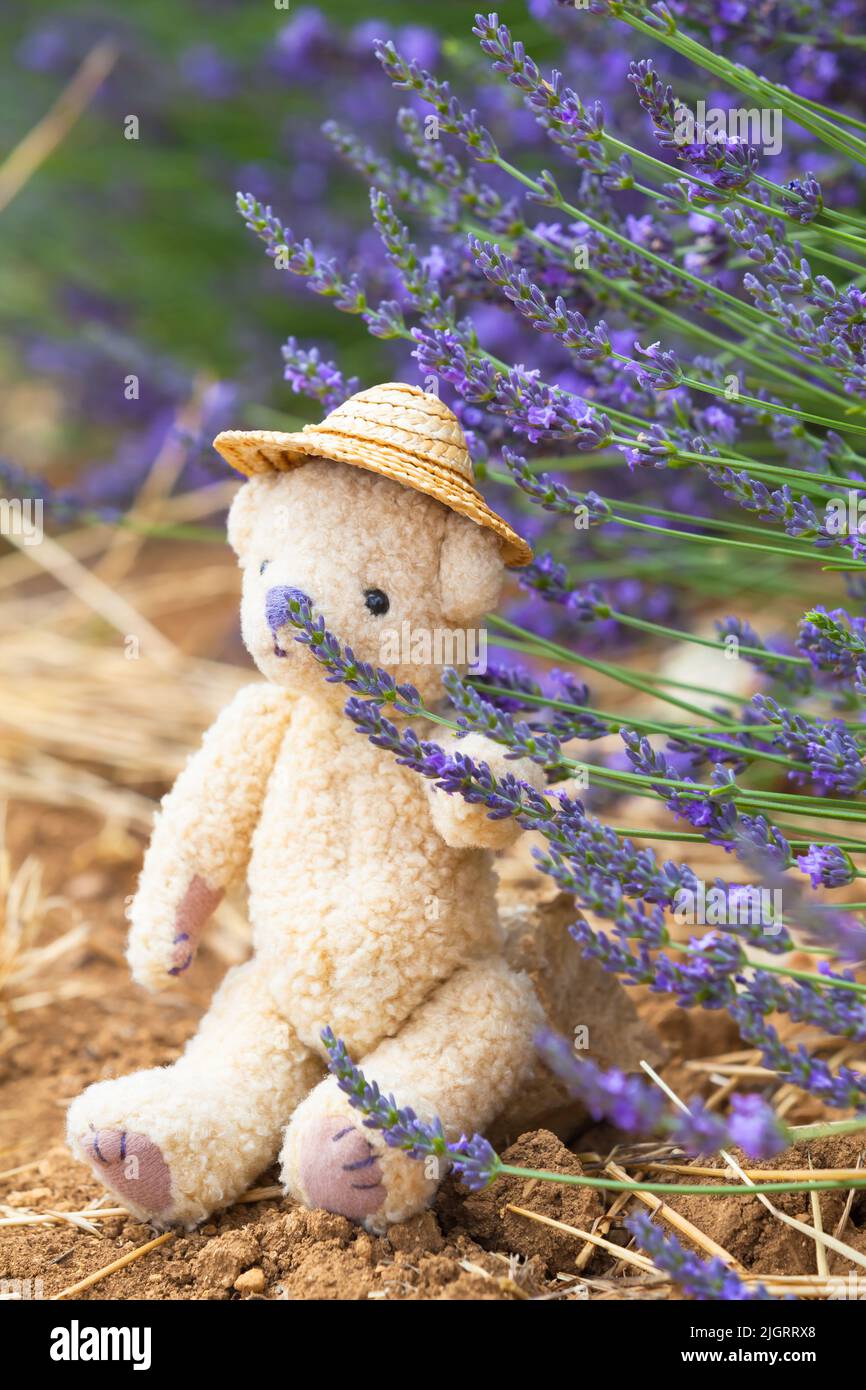 Cute little teddy bear sitting on soil ground near lavender plant to ...