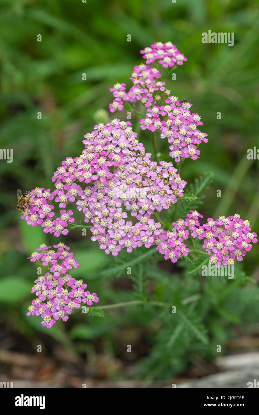 Close up of pink common yarrow (achillea millefolium) flowers in bloom ...