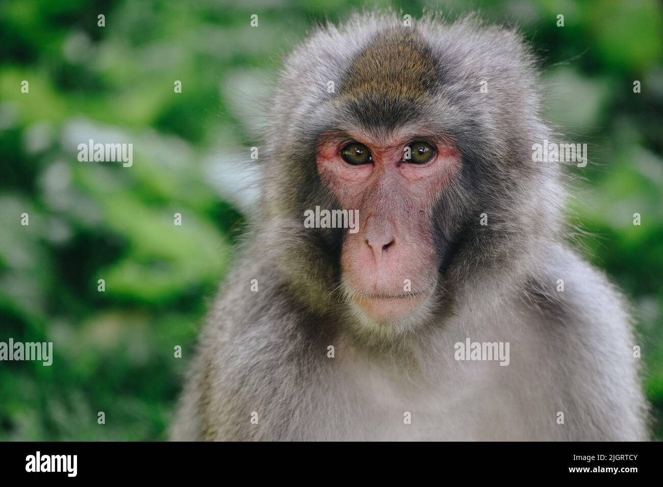 Japanese macaque looking in camera Stock Photo - Alamy