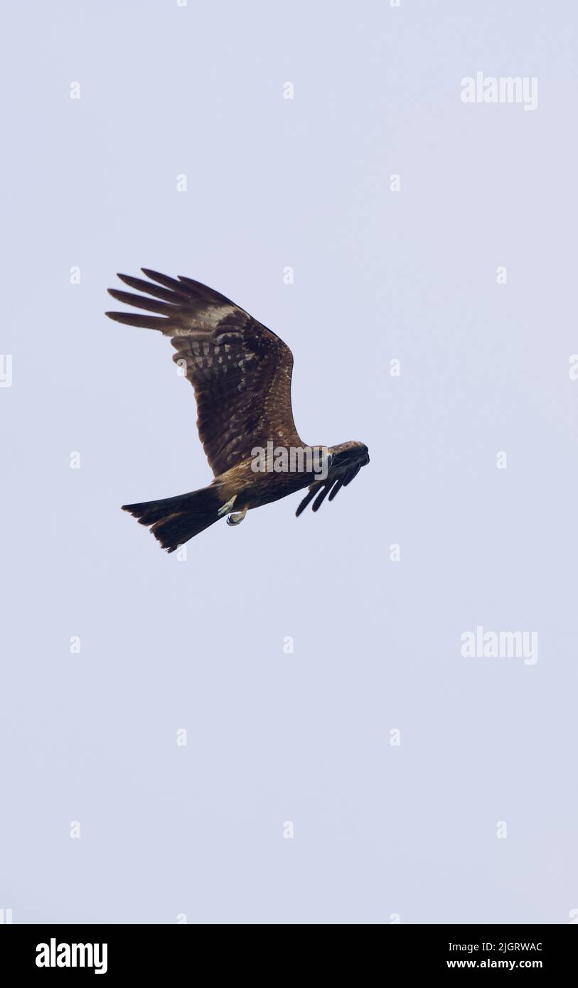 A vertical shot of a brown hawk flying in a blue sky Stock Photo - Alamy
