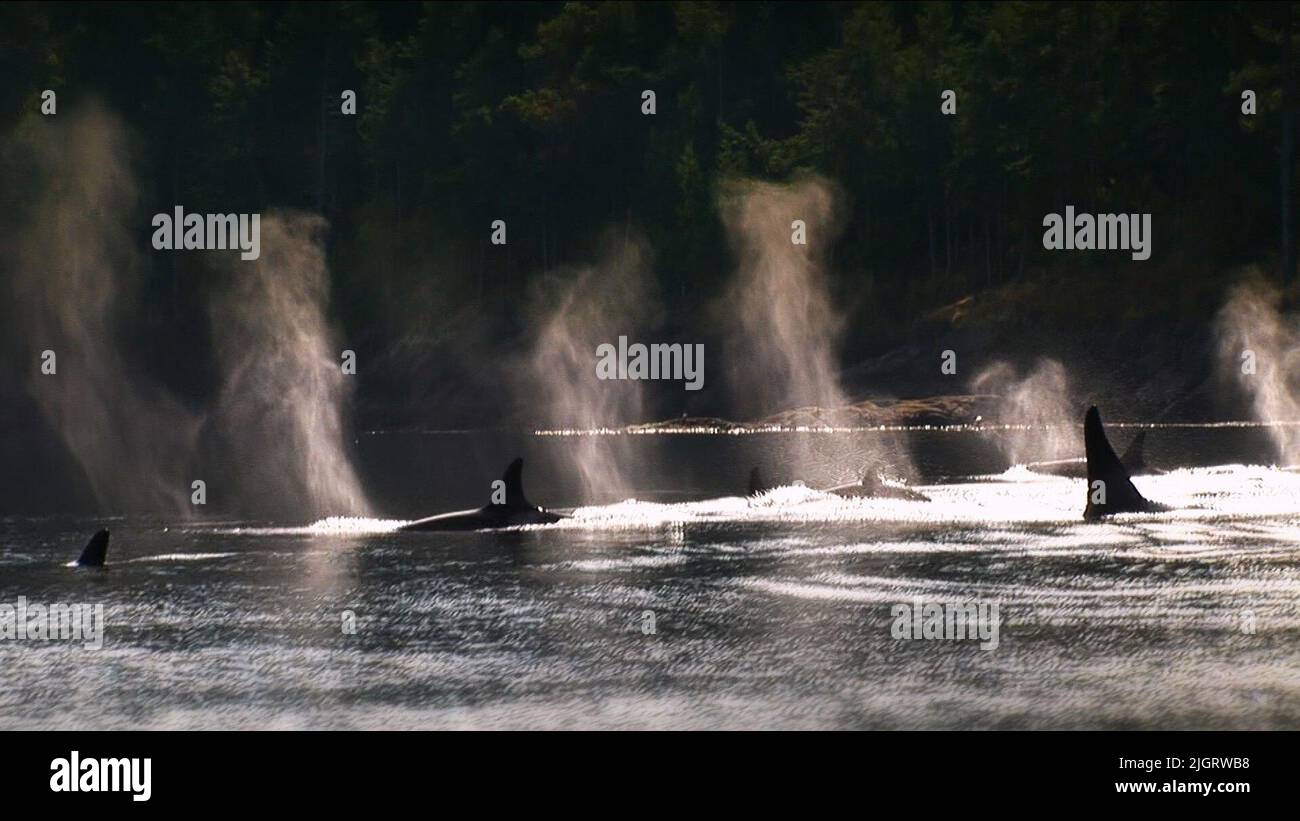 Blackfish Movie Poster