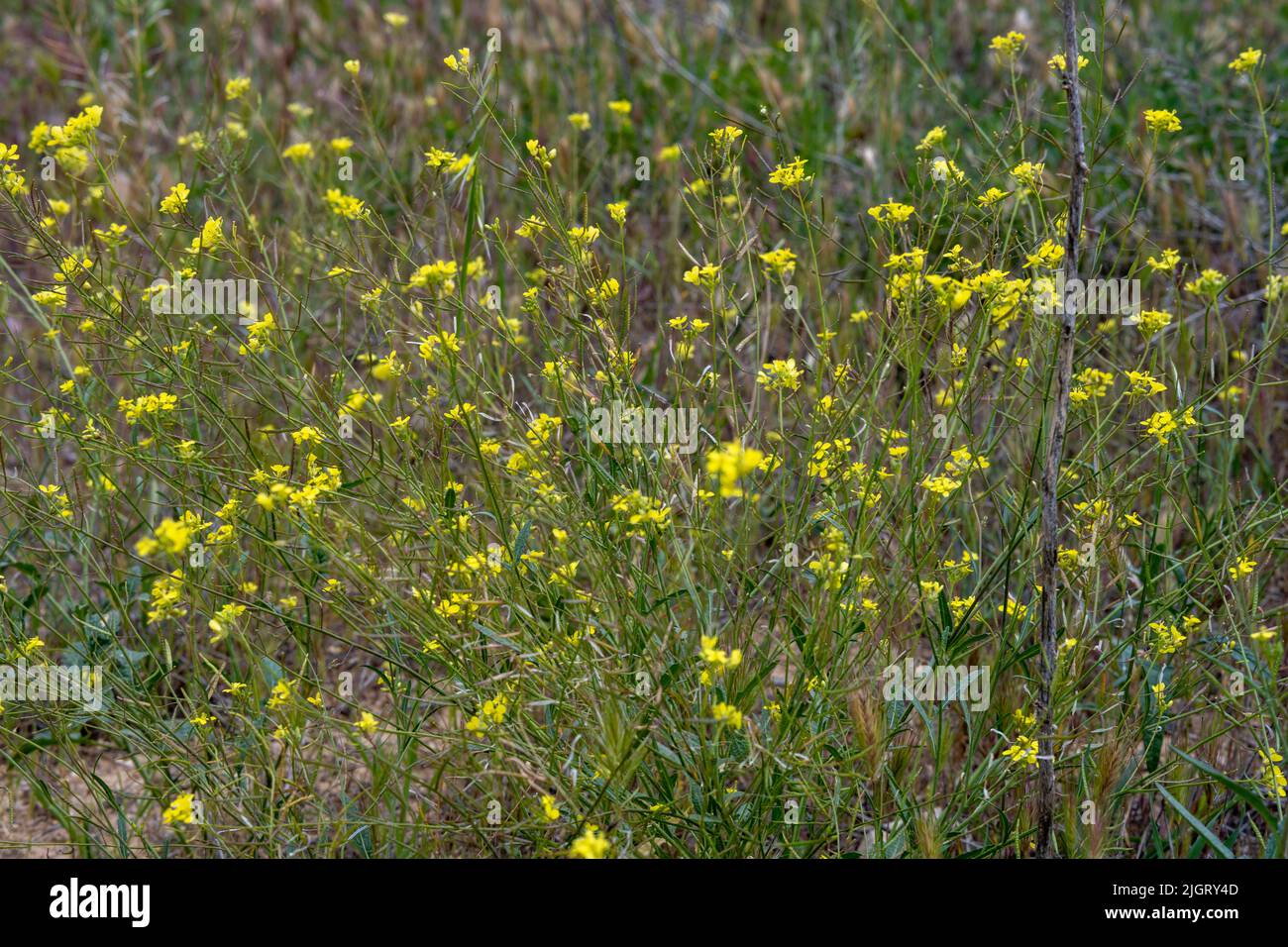 Many yellow wild flowers with green stems in the field Stock Photo - Alamy