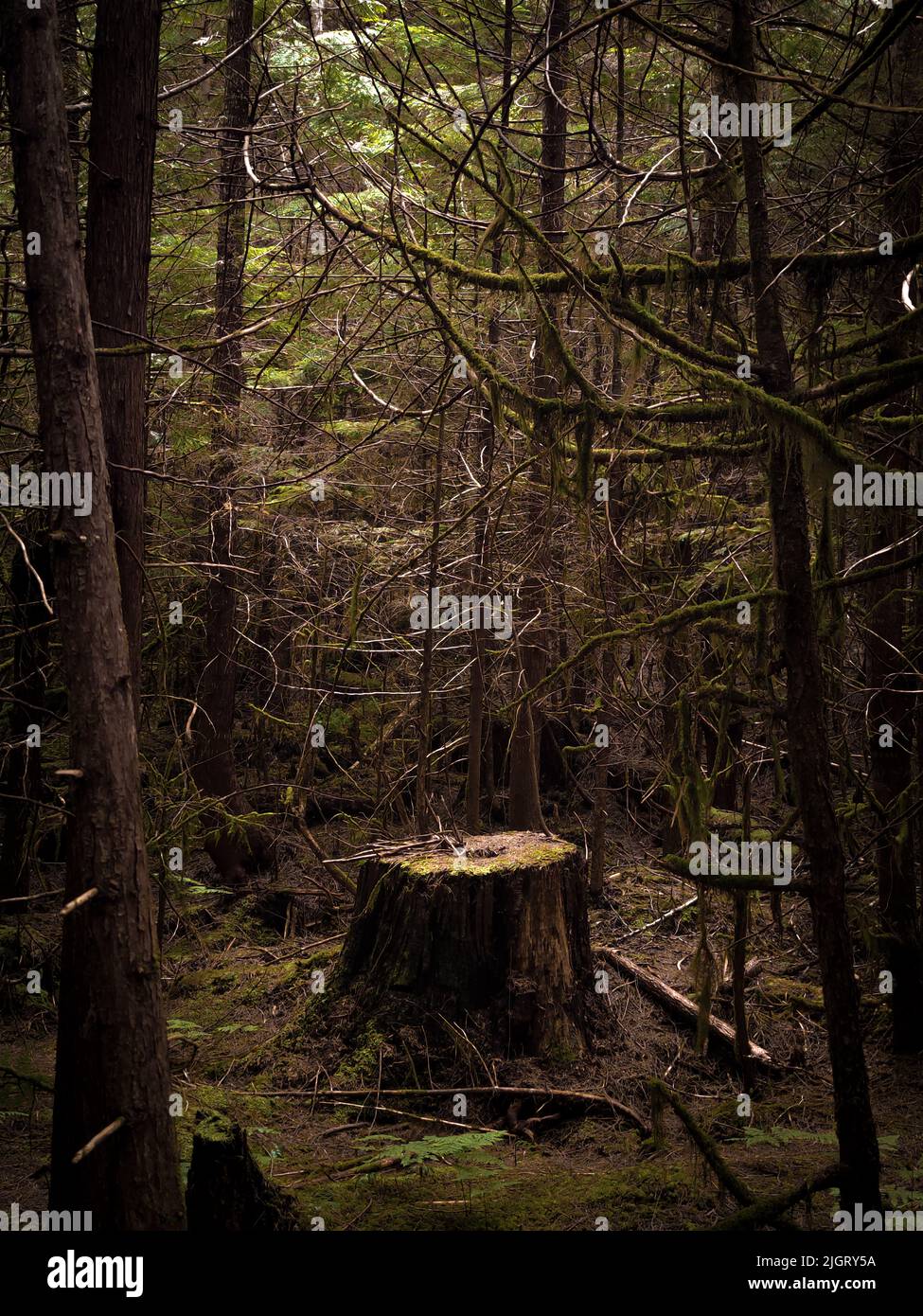 A vertical shot of a cute tree stump and mossy tree branches in a ...