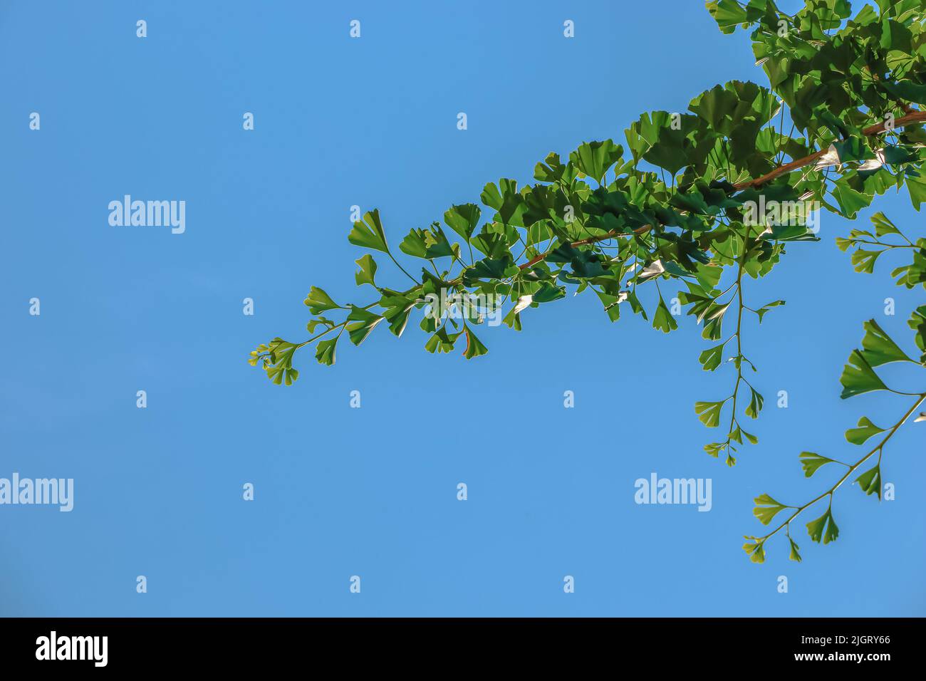 Fresh bright green leaves of ginkgo biloba. Natural foliage texture ...